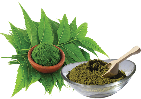 Download Neem Powder - Botanical Name Of Neem - Full Size PNG Image ...