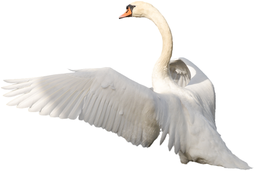 Download Share This Article - Svane Png - Full Size PNG Image - PNGkit
