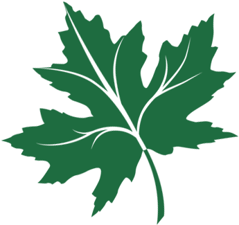 Download Chinar Leaf Png - Chinar Logo - Full Size PNG Image - PNGkit
