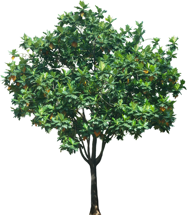Download Transparent Medium Tree, Height - Tree In Elevation For ...