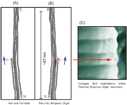 Download Orientation Of The Collagen Type I Microfibril Relative ...