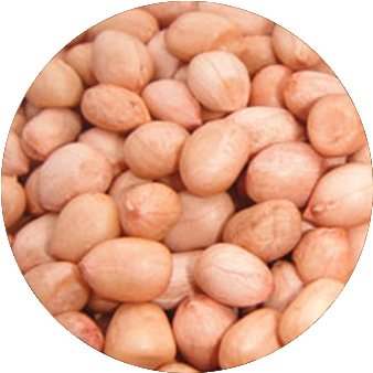 Download Ground Nuts - Peanut - Full Size PNG Image - PNGkit