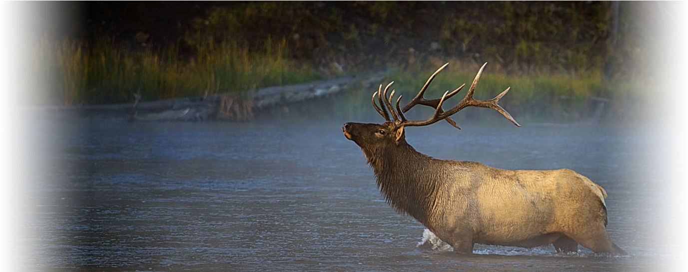 Download Yellowstone National Park - Full Size PNG Image - PNGkit