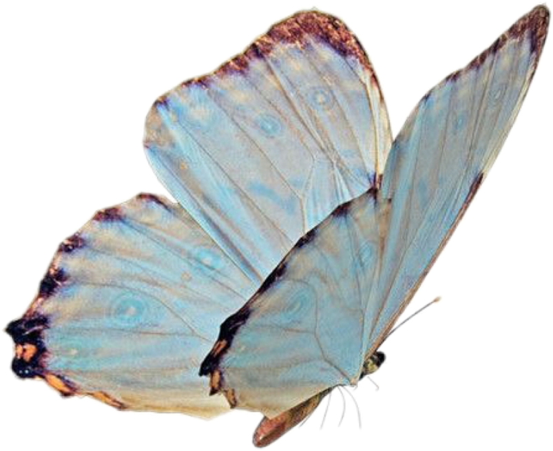 Download Butterfly Png Niche Nichememe Sticker Freetoedit Butter ...