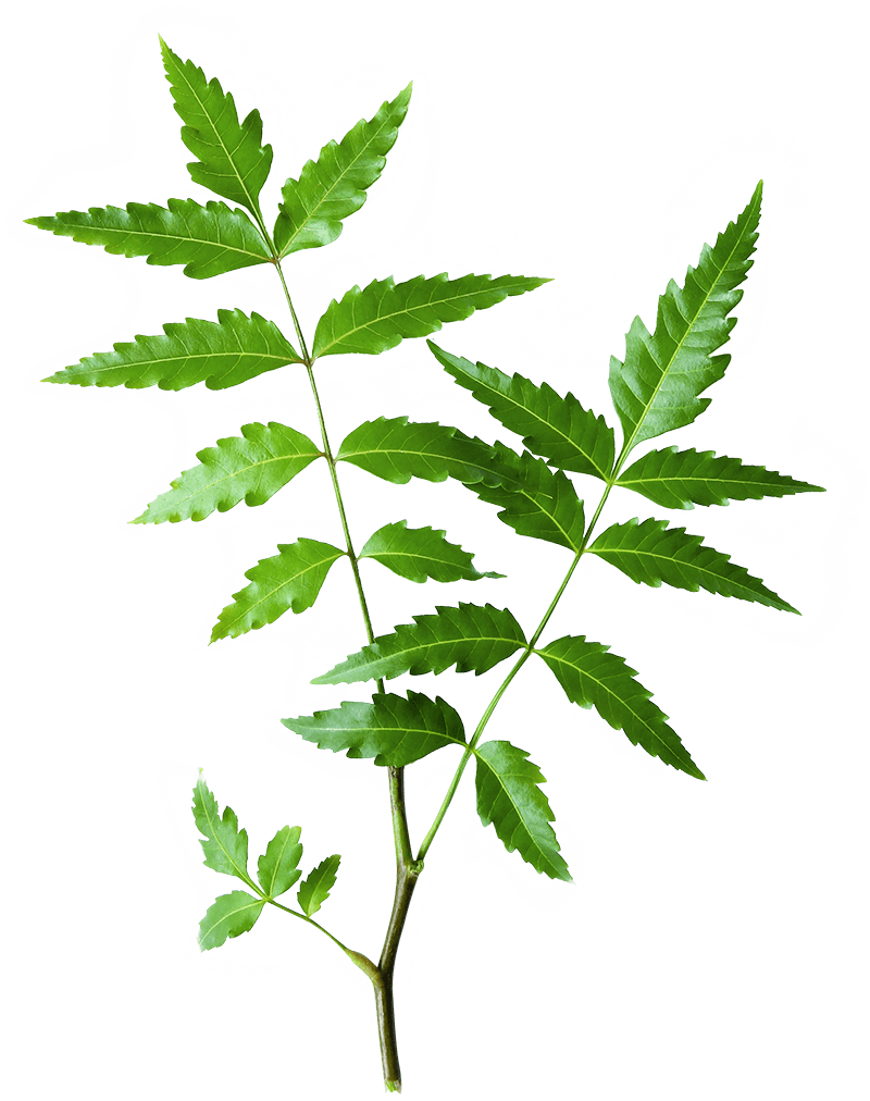 Download Neem - Himalaya Neem Leaves - Full Size PNG Image - PNGkit