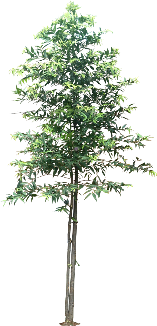Download 3d Trees - Full Size PNG Image - PNGkit