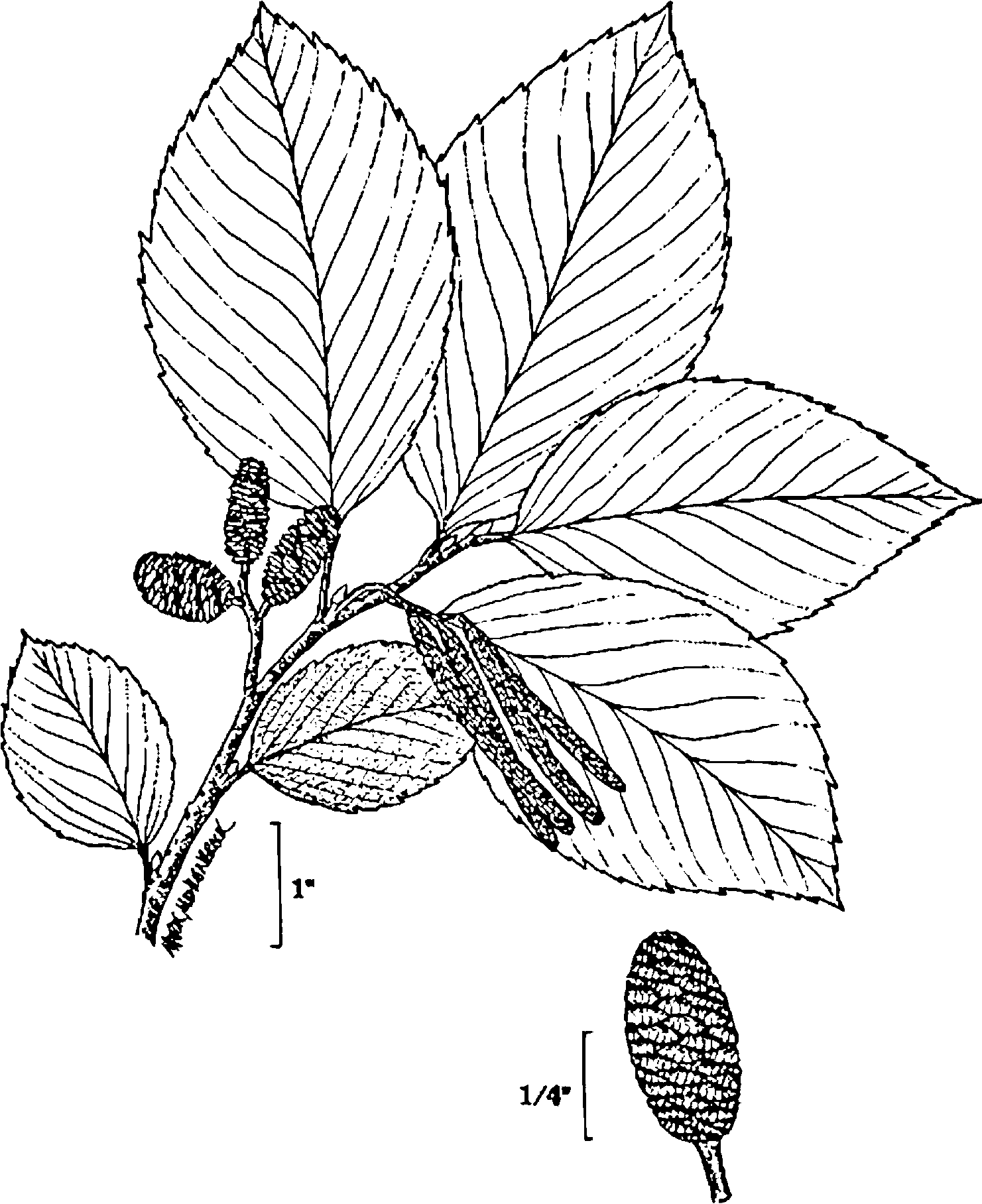 Download File Alnus Incana Drawing Wikimedia Commons Png Leaf ...