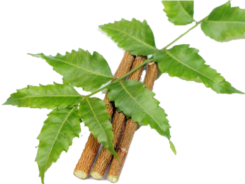 Download Transparent Neem - Neem Sticks For Brushing - PNGkit