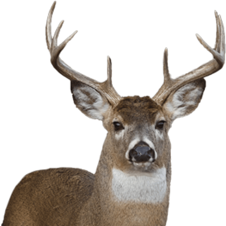 Download Deer Png Face - Transparent Deer - Full Size PNG Image - PNGkit