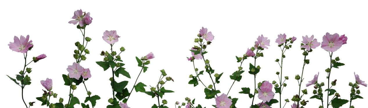 Download Flowers Png Format - Plants And Flower Png - Full Size PNG ...