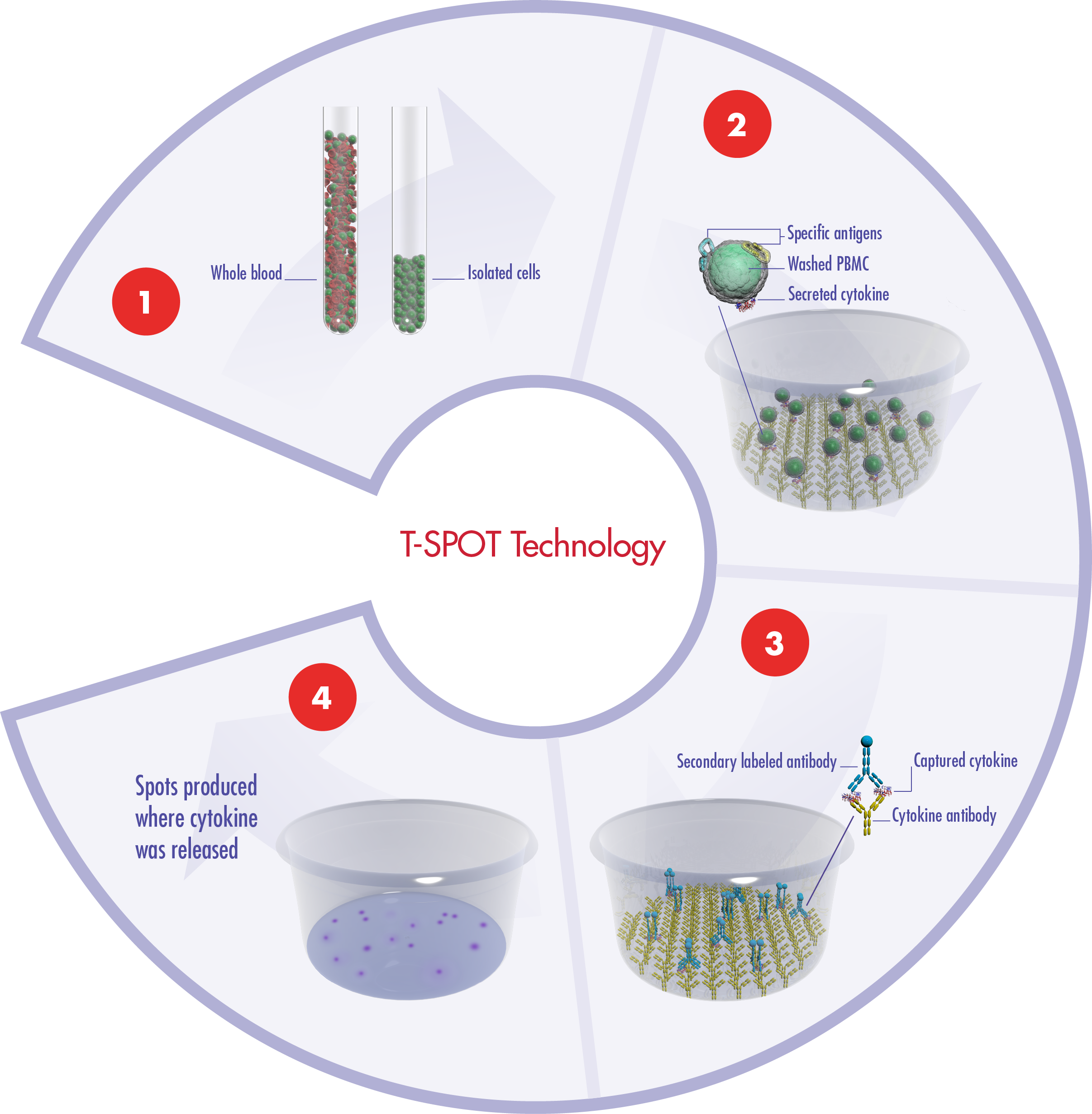 Download Transparent The Principles Of Our T-spot Assay System Using ...