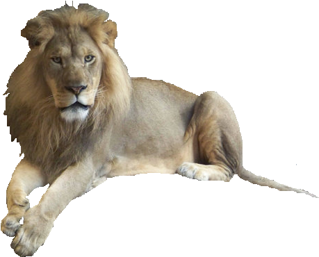 Download Lion2 Open Photoscape - Photoscape Background Effects Png ...