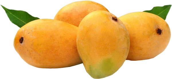 Download Mango - Mango Alphonso - Full Size PNG Image - PNGkit