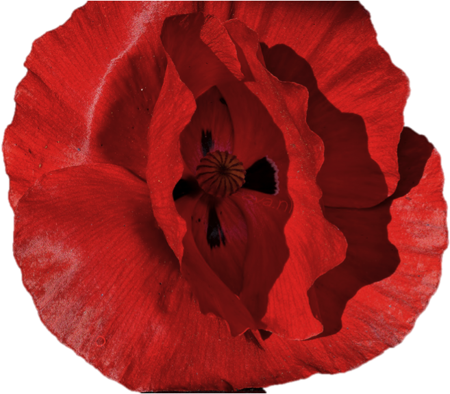 Download Warm Welcome - Oriental Poppy - Full Size PNG Image - PNGkit