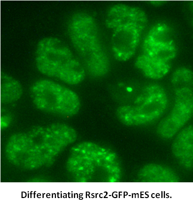 Download Mouse Es Cell Line With A Gfp Tag Inserted Into The - Graphics ...