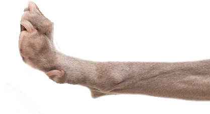 Download Back On Track Dog Leg Wrap Large - Full Size PNG Image - PNGkit