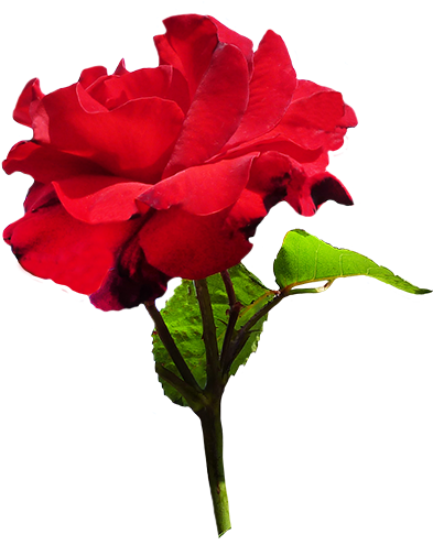 Download Red Rose With Green Leaves - Velvet Rose Png - Full Size PNG ...