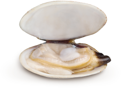 Download White Clam - White Clams - Full Size PNG Image - PNGkit