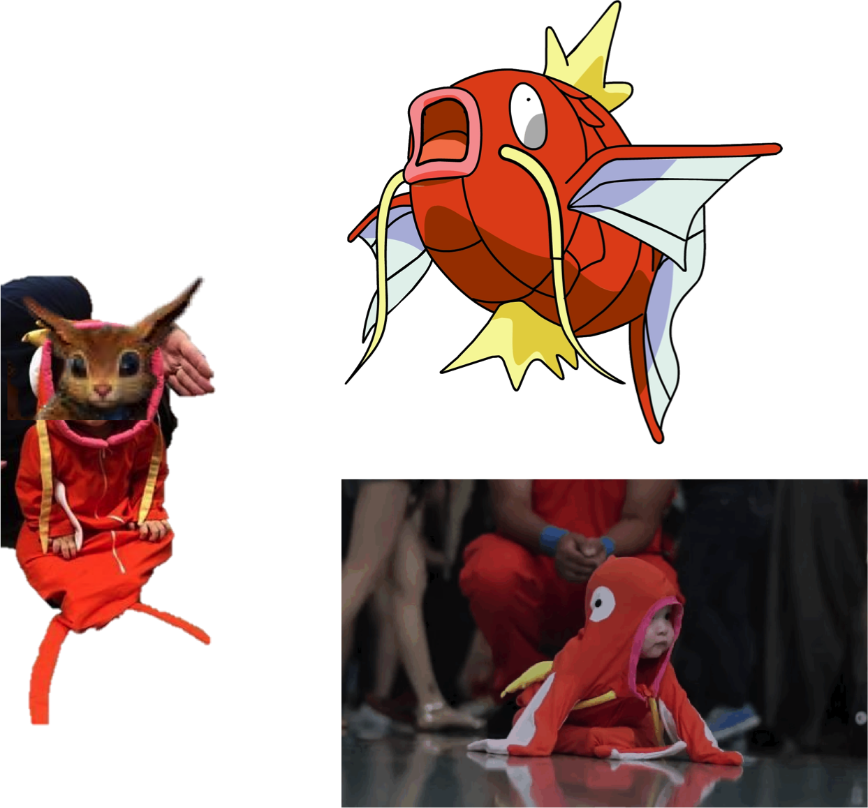 Download 1 Yr - Magikarp No Background - Full Size PNG Image - PNGkit