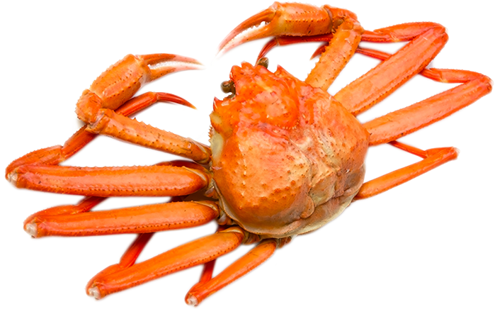 Download Opilio - Horsehair Crab - Full Size PNG Image - PNGkit