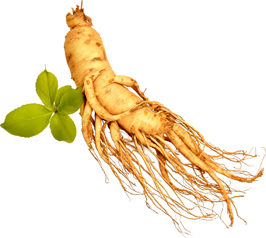 Download Transparent Ginseng Root Png - PNGkit