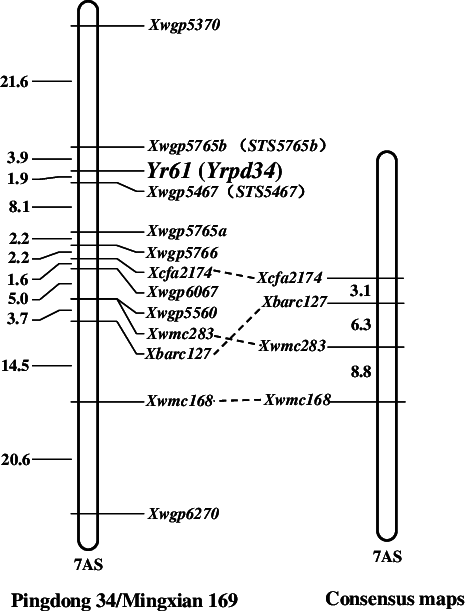 Download Genetic Map Showing The Location Of The Yr61 Locus - Gene ...