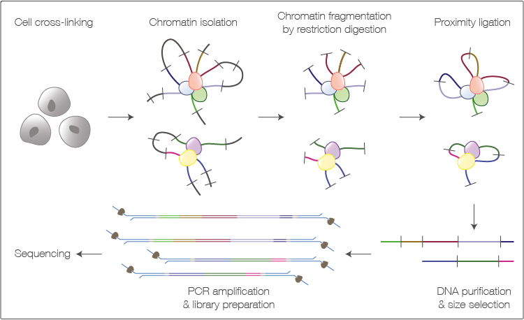 Download 1 Pore-c Laboratory Workflow - Diagram - Full Size PNG Image ...
