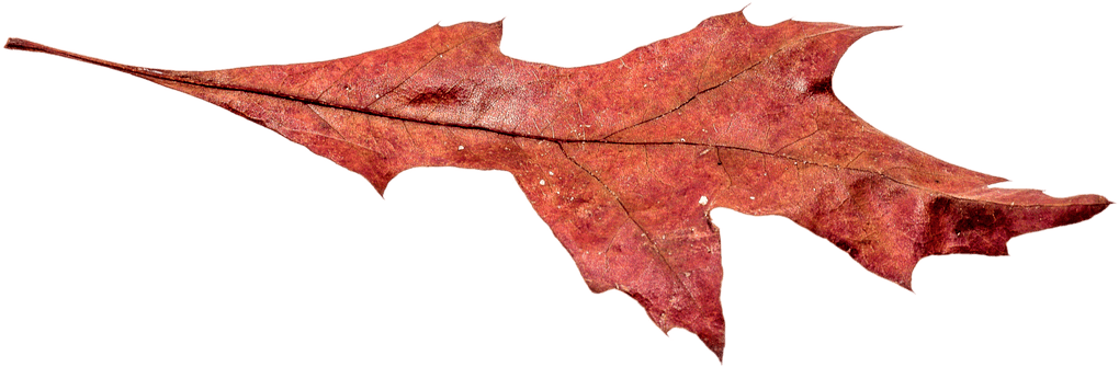 Download Autumn Broad Leaf Png - Autumn Leaf Pngs - Full Size PNG Image ...