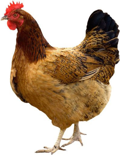 Download Transparent Desi / Gavran Live Chicken - Chicken With Sombrero ...