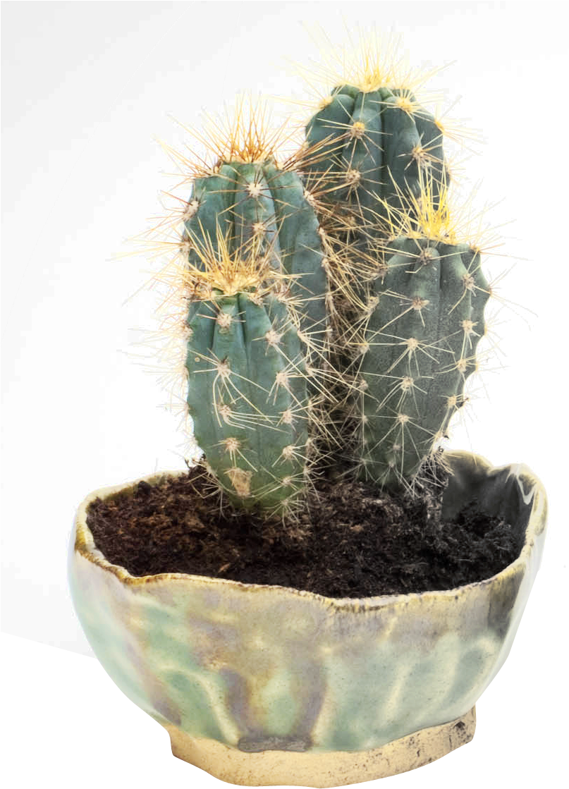 Download Cactus Png - Full Size PNG Image - PNGkit