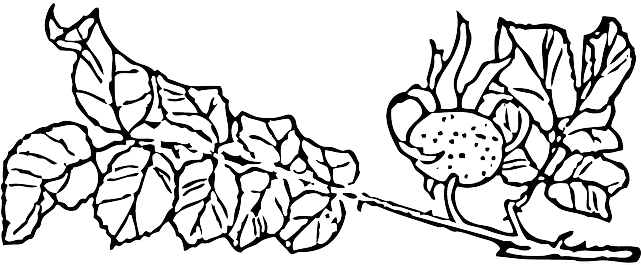 Download Outline, Tree, Rose, Branch, Plant, Vine - Rose - Full Size ...