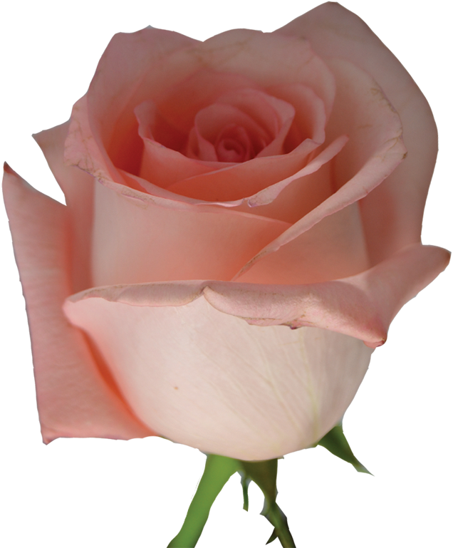 Download Light Pink Rose Png - Full Size PNG Image - PNGkit