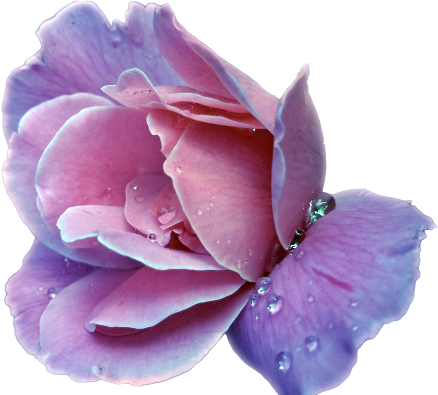 Download Lavender Rose By Sarthan On Deviantart - Diana Vreeland ...