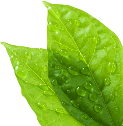 Download Dew Drops On Leaf Png - Full Size PNG Image - PNGkit