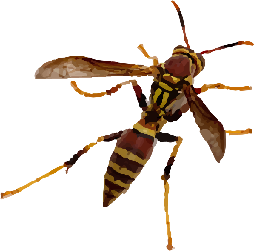 Download Bees & Wasps - Wasp - Full Size PNG Image - PNGkit