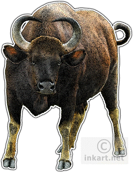 Download Indian Gaur Decal - Gaur Art - Full Size PNG Image - PNGkit