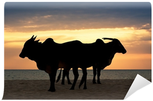 Download Zebu Are Standing On The Beach At Sunset Wall Mural - Zebu - Full Size PNG Image - PNGkit