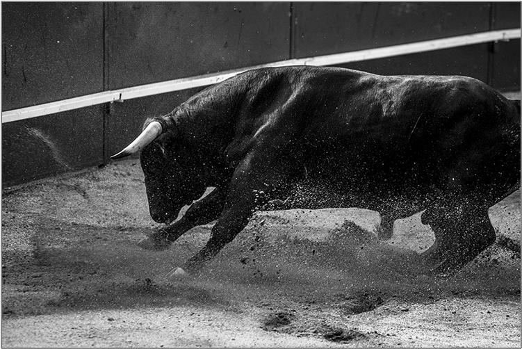 Download Toro - Bull - Full Size PNG Image - PNGkit