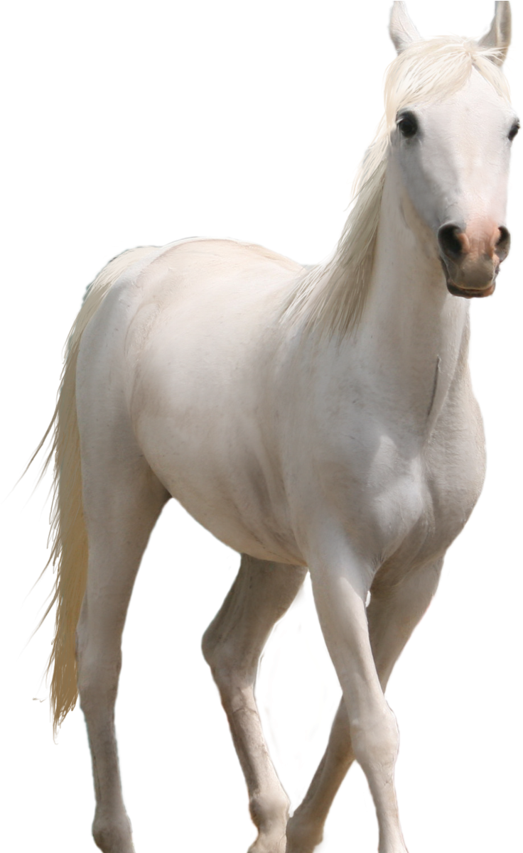 Download Fire Png Hd Source - Horse Png - Full Size PNG Image - PNGkit