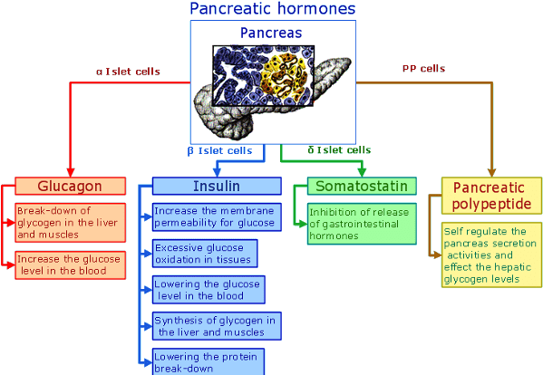 Download Pancreatic Hormones - Pancreatic Hormones And Their Functions ...