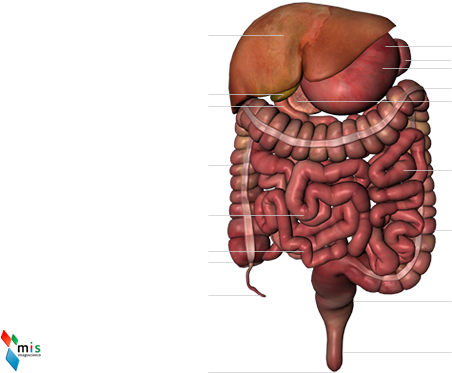 Download Pancreas, Intestino Tenue, Intestino Retto, Intestino - Small ...