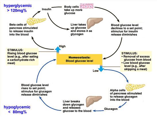 Download Homeostatic Mechanisms For Regulation Of Blood Glucose ...