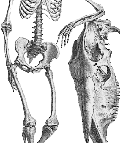 Download Skeleton Png Transparent Images - Giclee Painting: Science ...