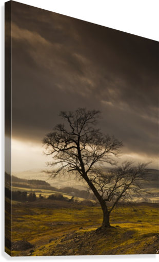 Download A Leafless Tree With Dark Clouds Overhead - Posterazzi A ...