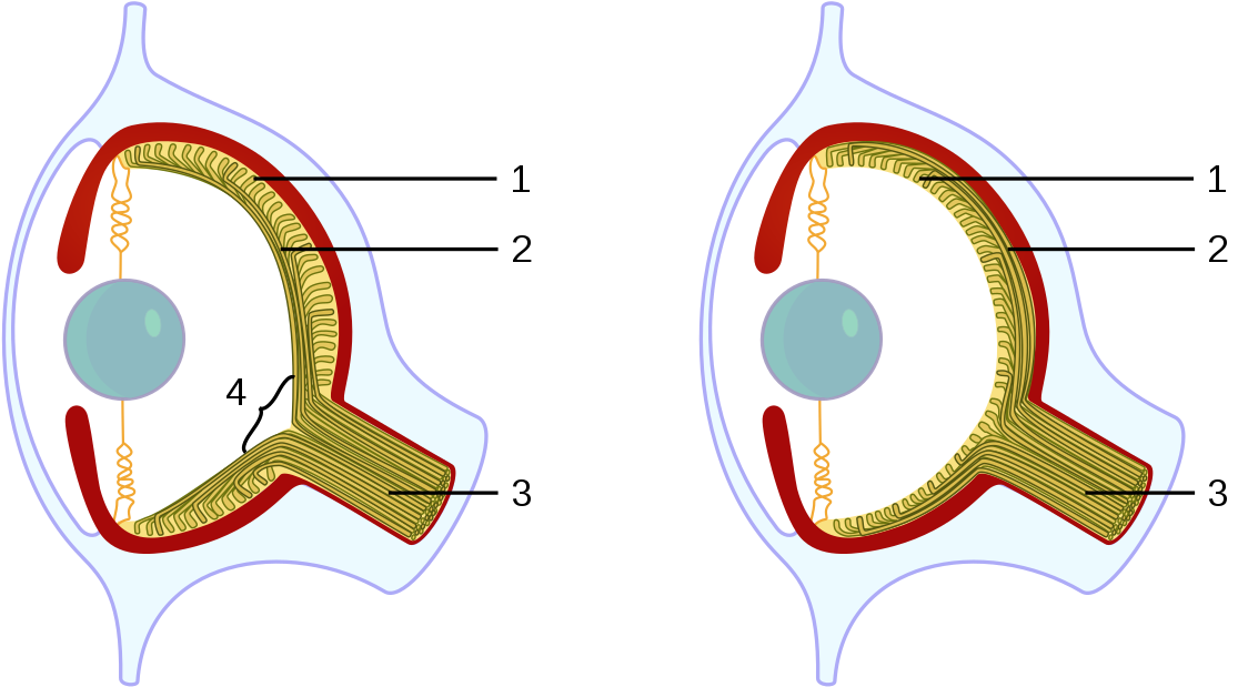 Download Anatomy Of A Bat's Eye - Full Size PNG Image - PNGkit
