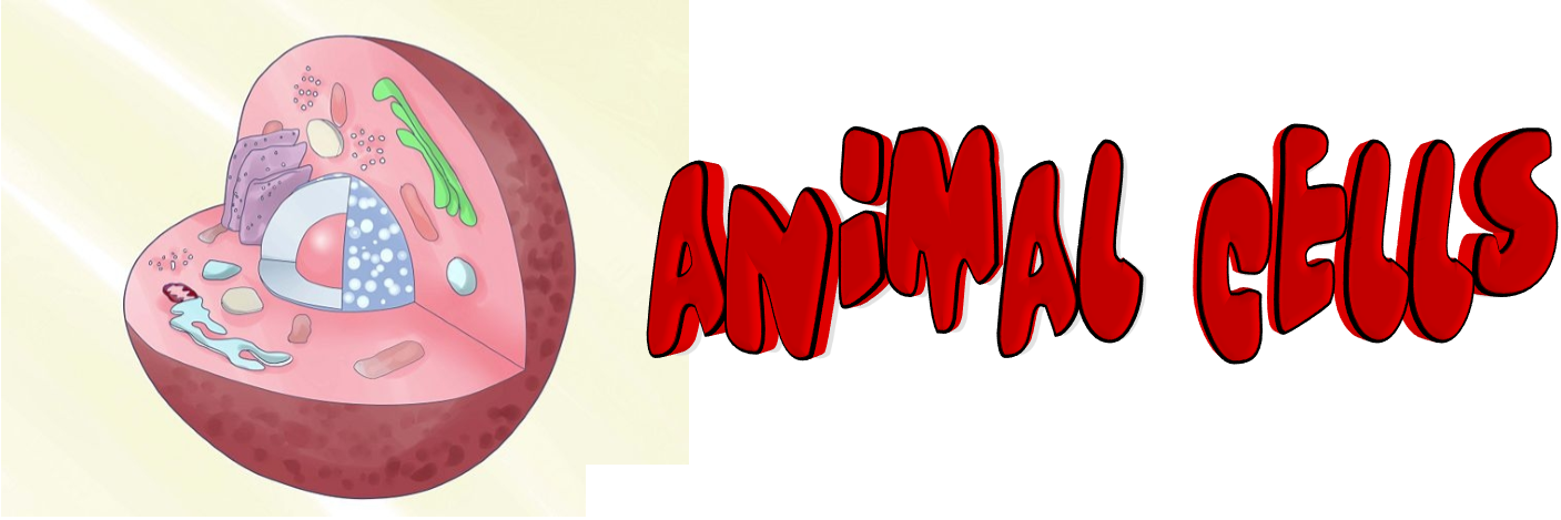 Download Animal Cells - Cell - Full Size PNG Image - PNGkit