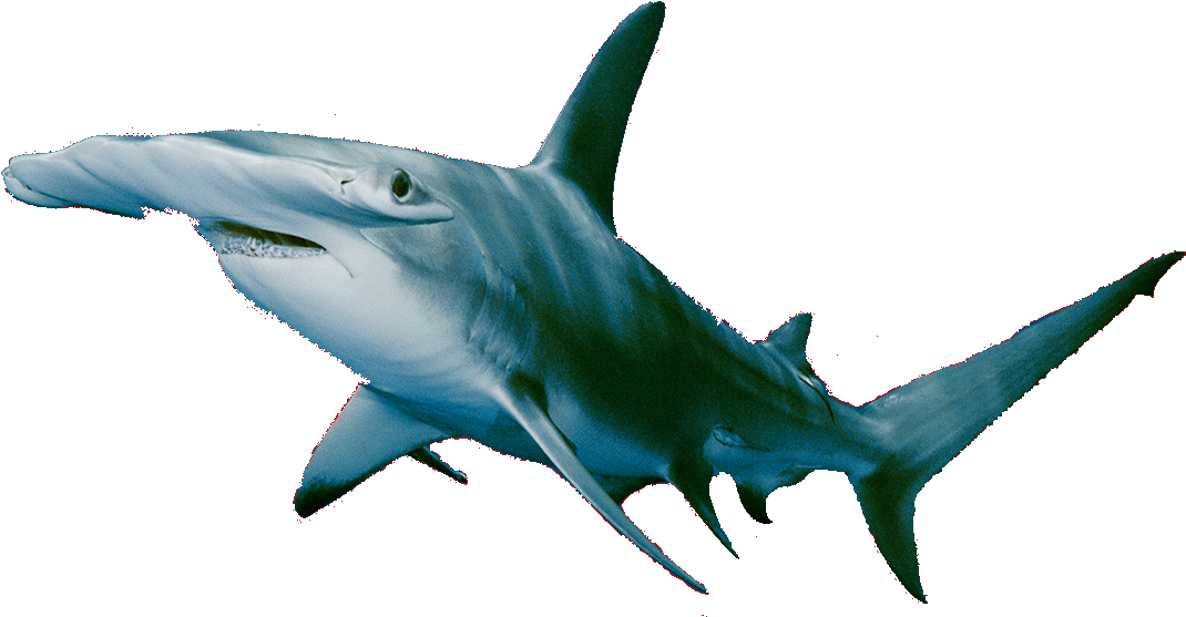 Download Hammerhead - Hammerhead Shark - Full Size PNG Image - PNGkit