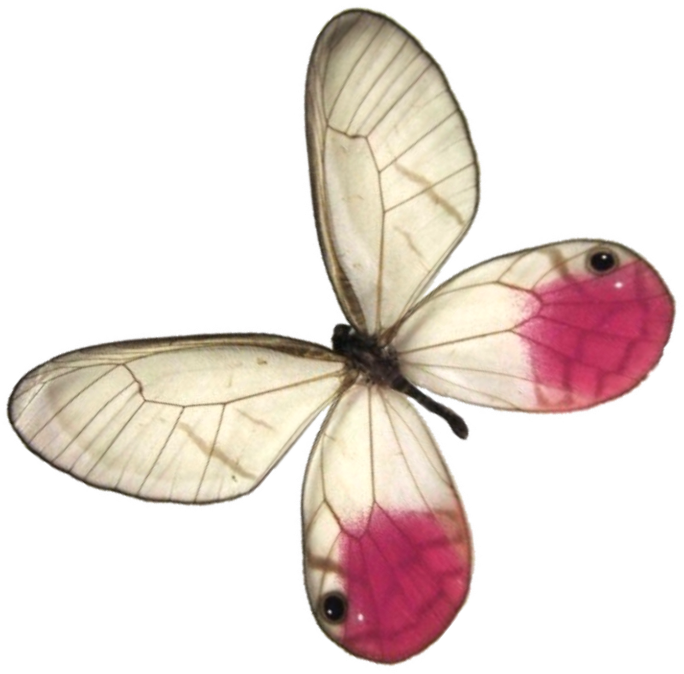 Download Flying Butterflies Png - Necklace Glasswing Butterfly Large Or ...