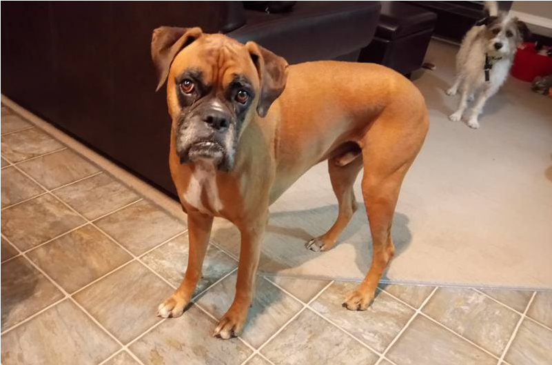 Download Boxer - Full Size PNG Image - PNGkit