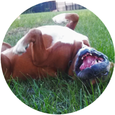 Download Laughing Boxer Dog Photo - Boxer - Full Size PNG Image - PNGkit